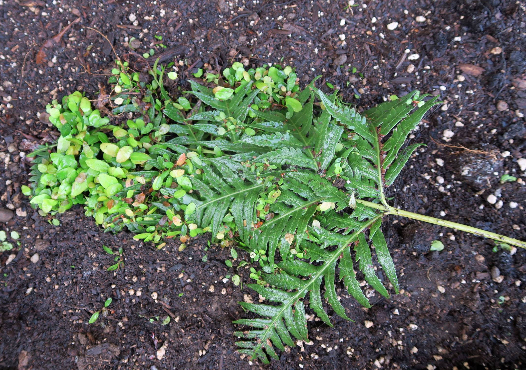 Creating a Fern Garden – Macy Makes Magic